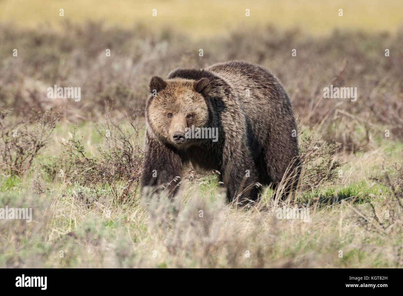 Grizzly bear in Yellowstone National Park Stock Photo - Alamy