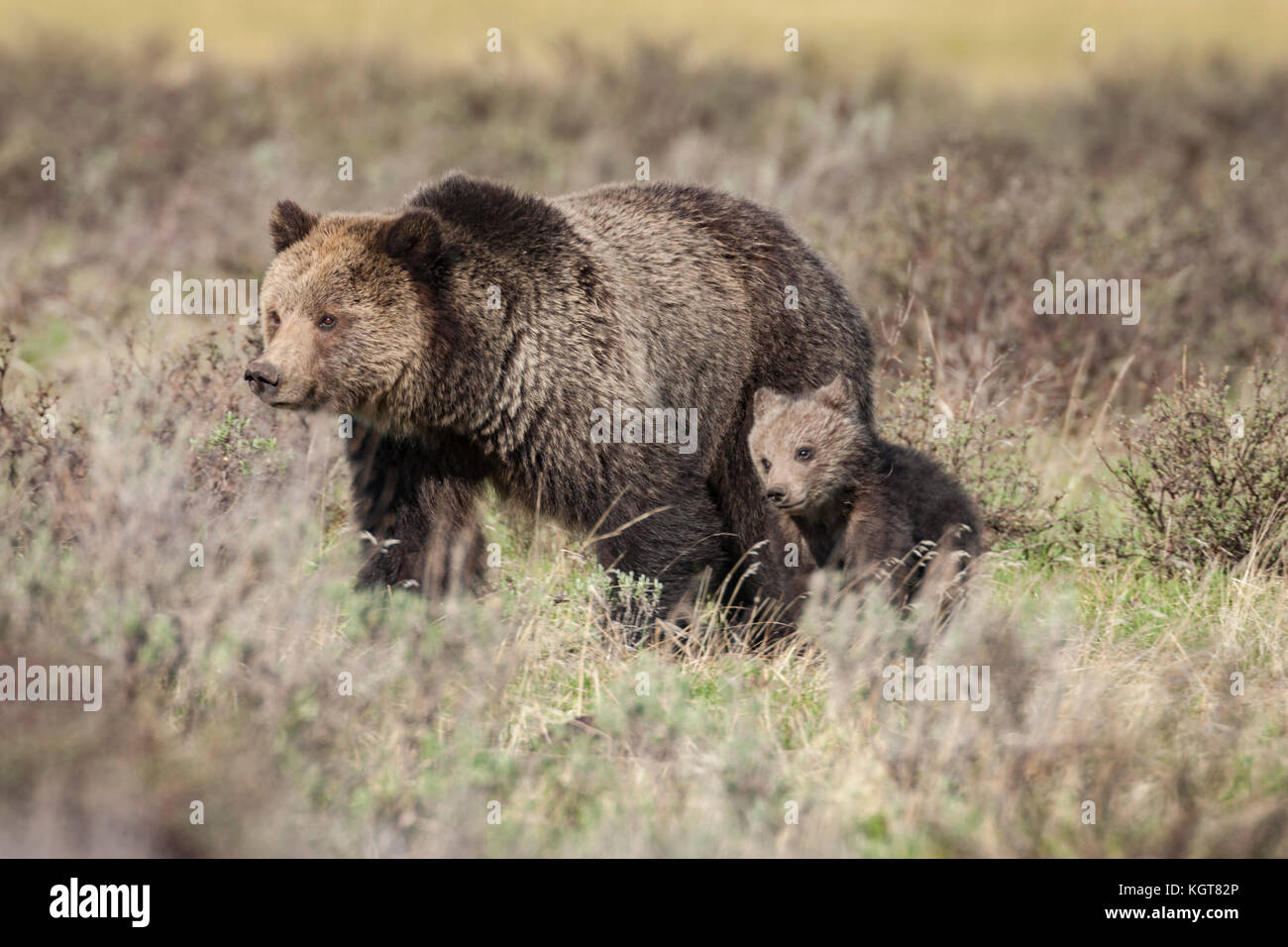 Grizzly bear sow with cub in Yellowstone National Park Stock Photo - Alamy