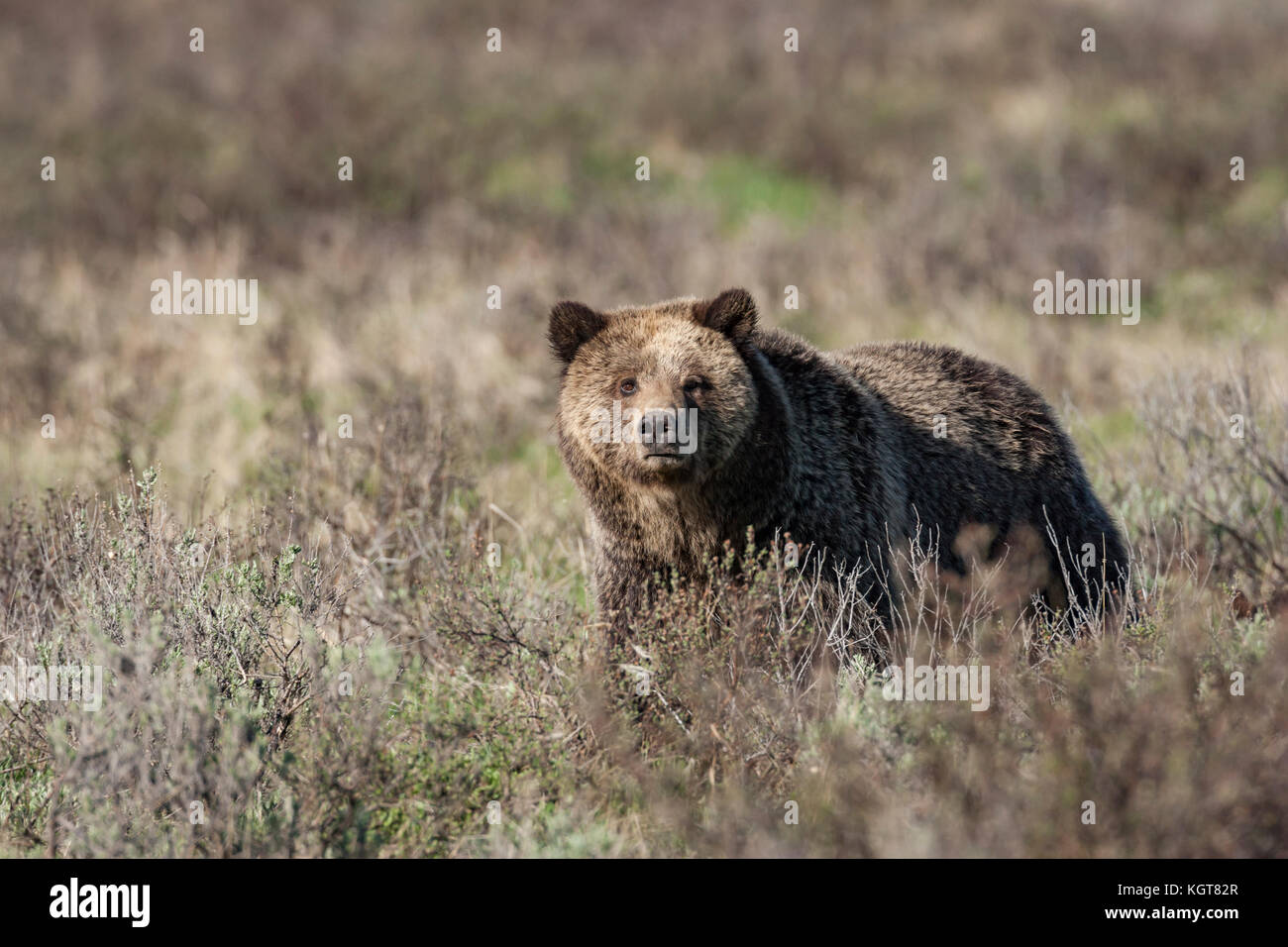 Grizzly bear in Yellowstone National Park Stock Photo - Alamy