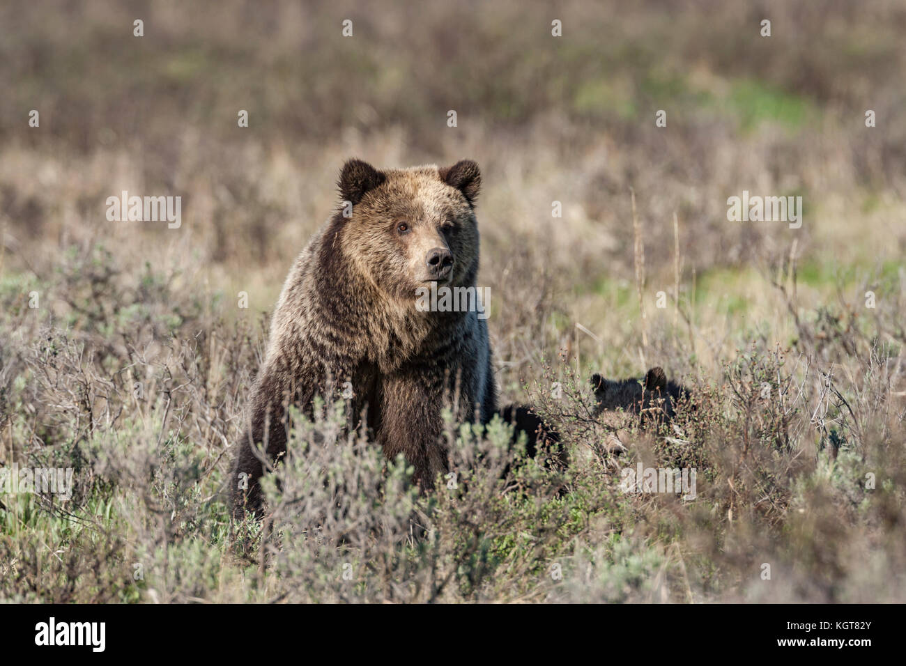 Grizzly bear in Yellowstone National Park Stock Photo - Alamy