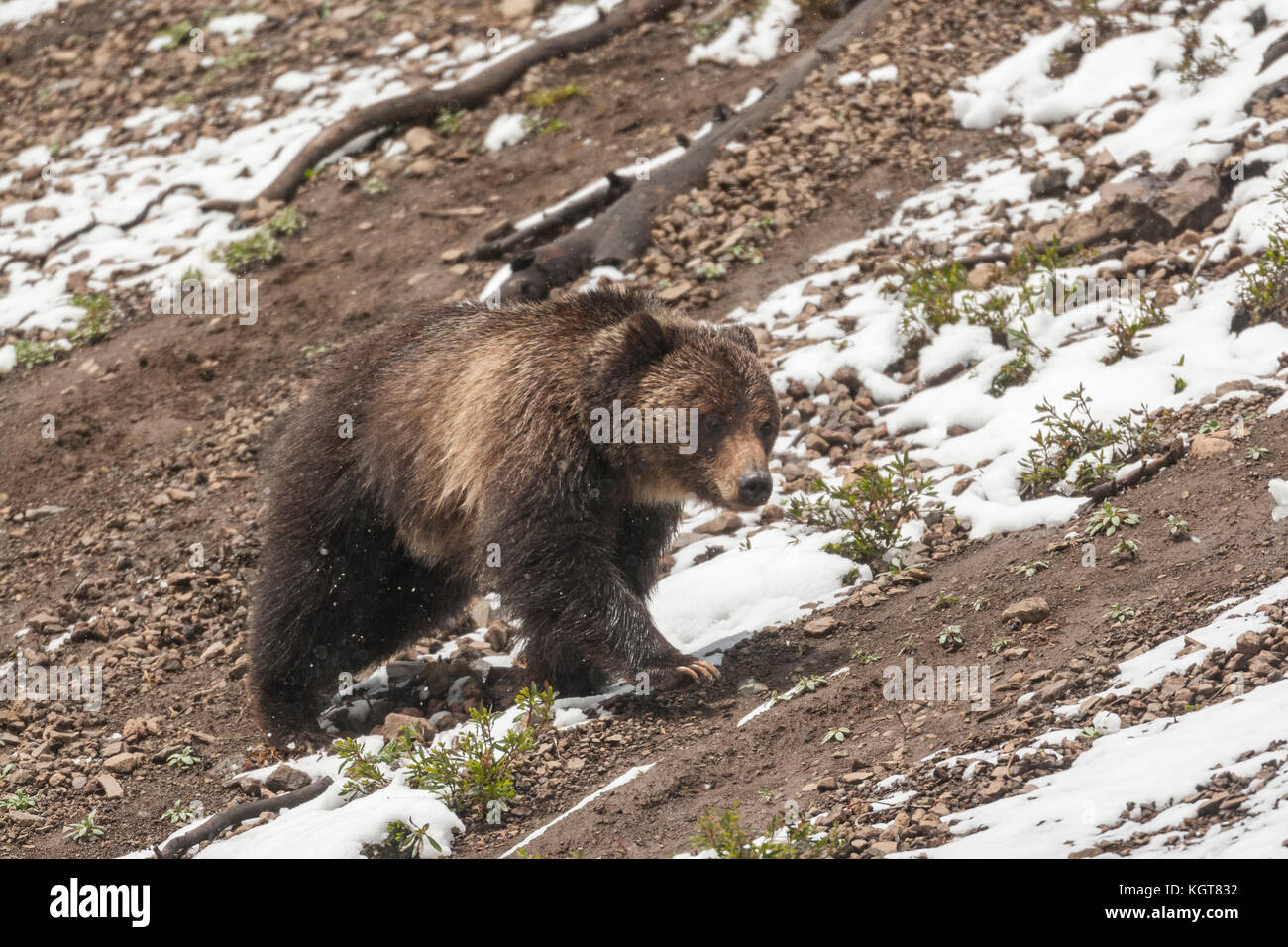 Grizzly bear in Yellowstone National Park Stock Photo - Alamy