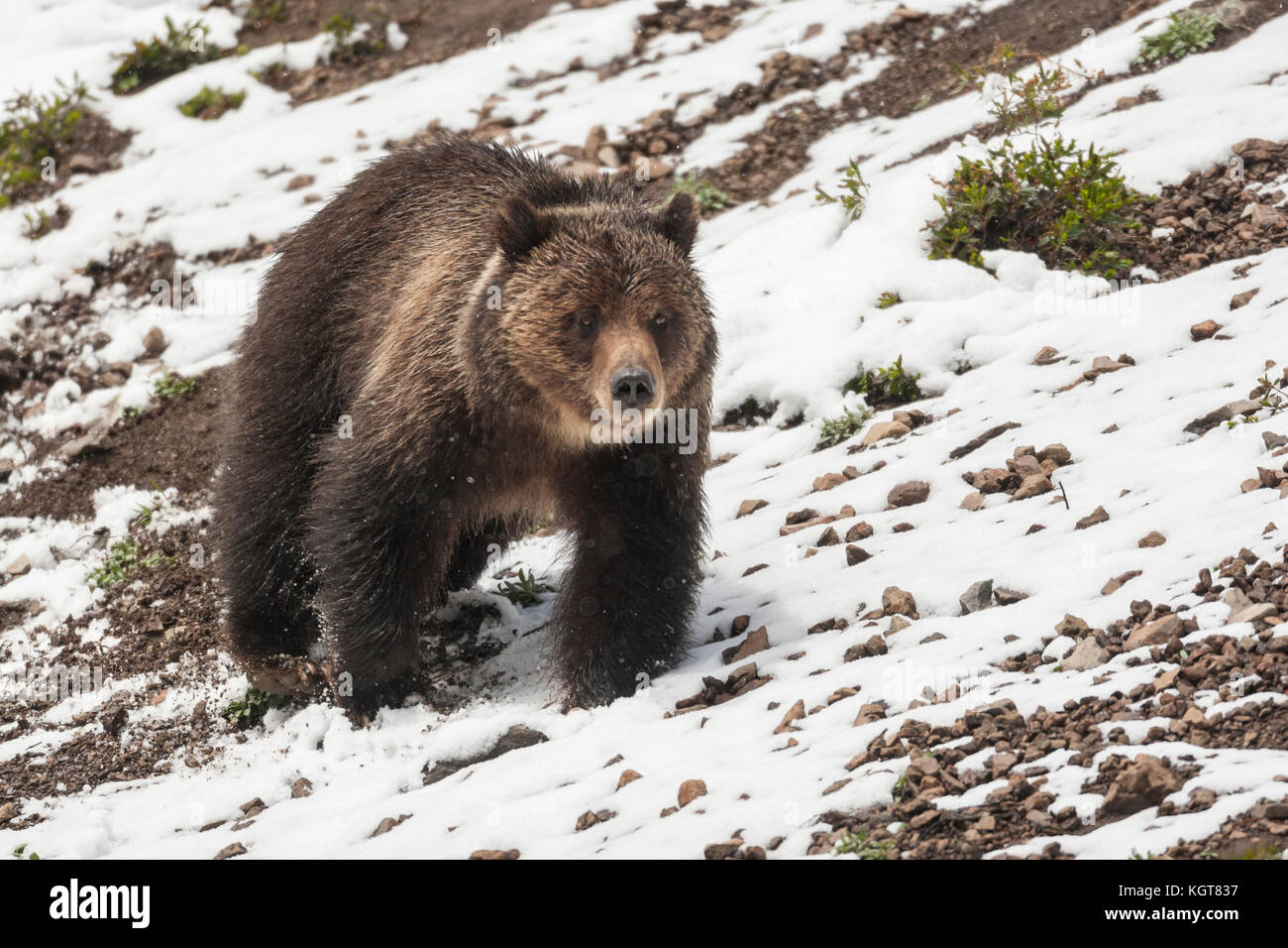 Grizzly bear in Yellowstone National Park Stock Photo - Alamy