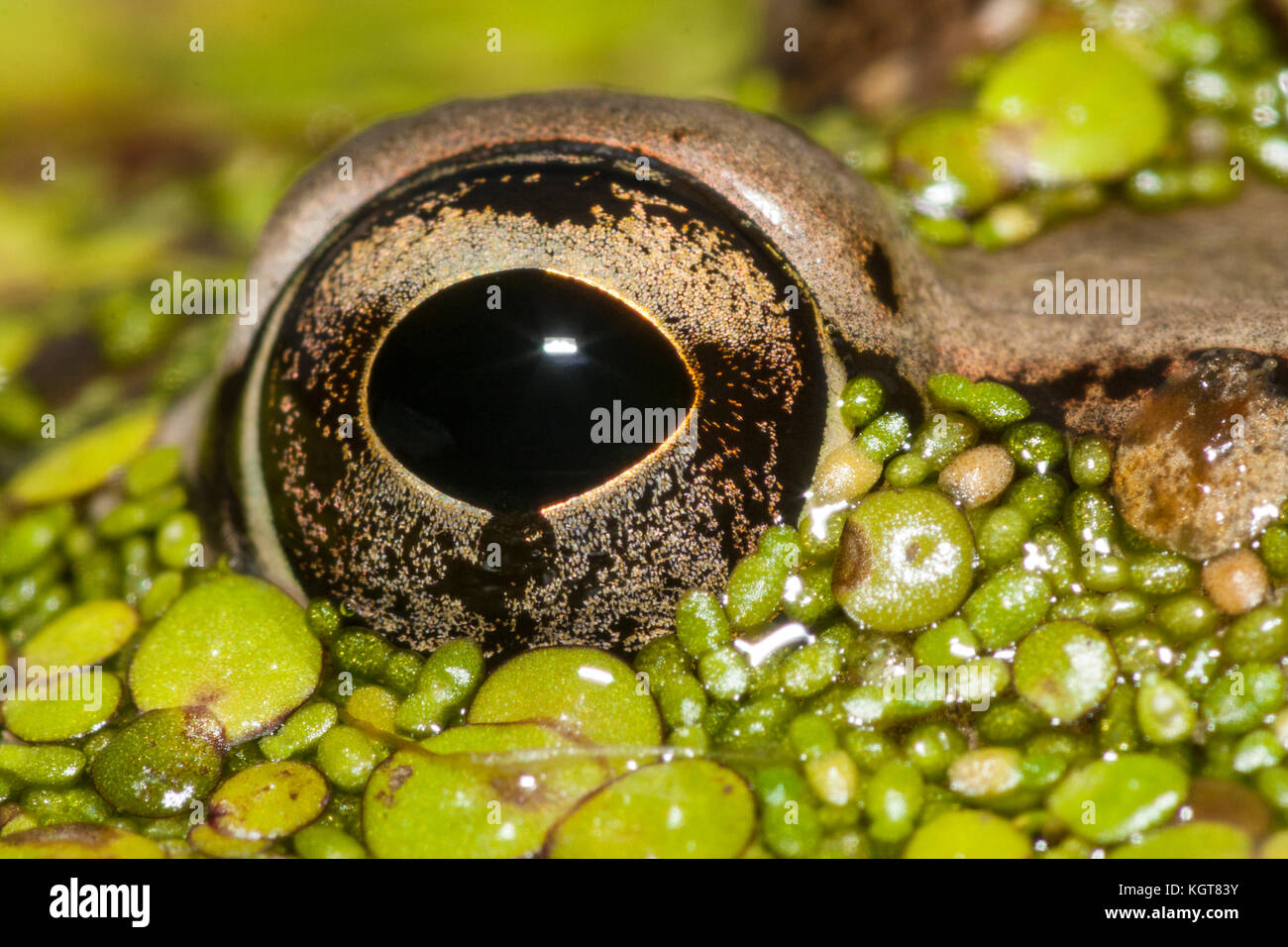 Rio frog hi-res stock photography and images - Alamy