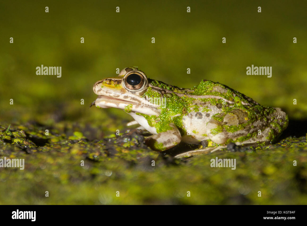 Rio frog hi-res stock photography and images - Alamy