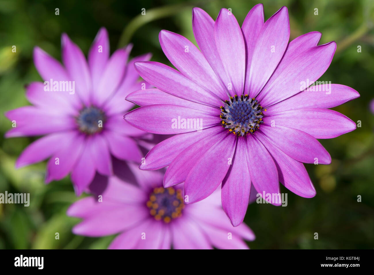 Three Osteospermum Ecklonis flowers in a purplish pink colour and its ...
