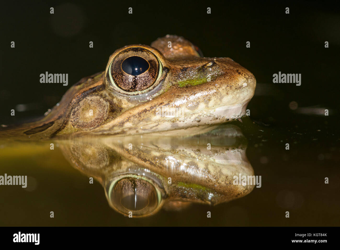 Rio frog hi-res stock photography and images - Alamy