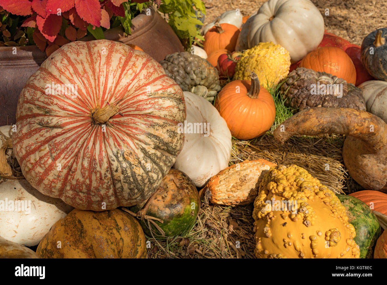 Pumpkins and Gourds at Fall Festival Stock Photo - Alamy