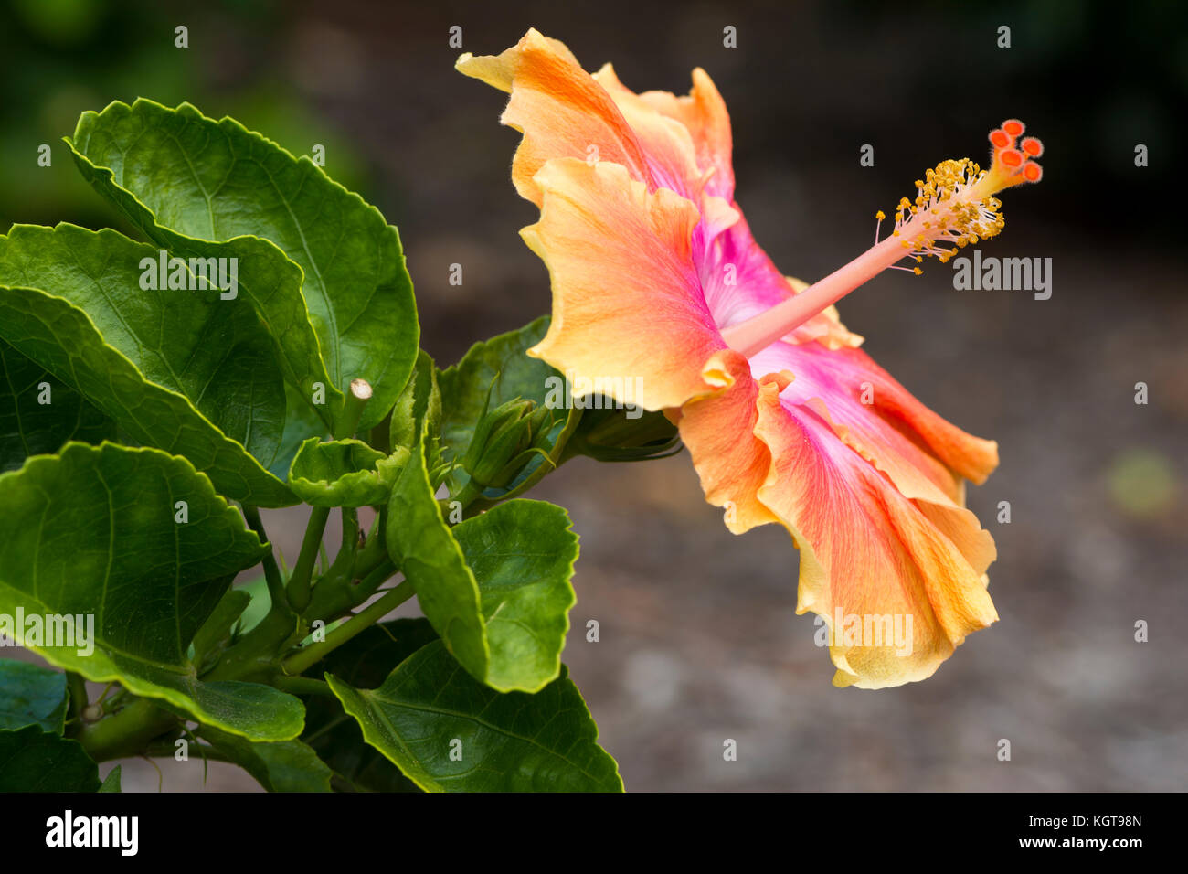 Single Hibiscus Rosa-Sinensis 'Summer Sun' also known as Chinese ...