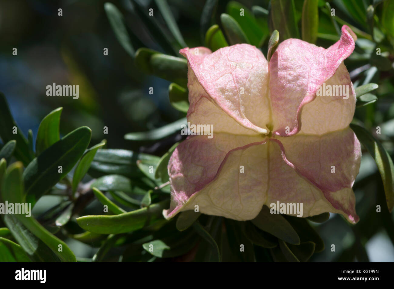 Nymania Capensis flowers, also known as Chinese Lanterns or Klapper ...