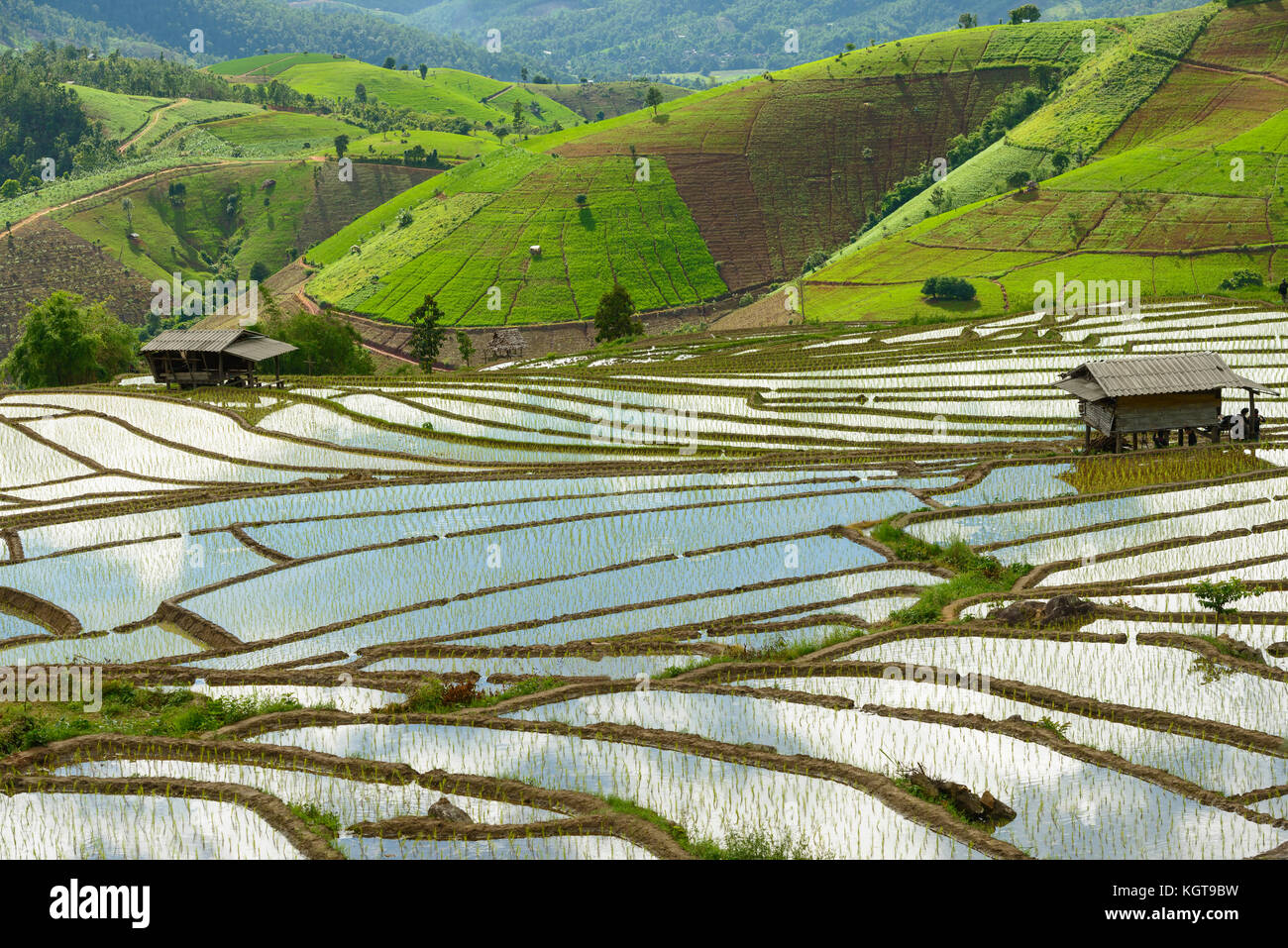 Terraced rice fields in Thailand Stock Photo - Alamy