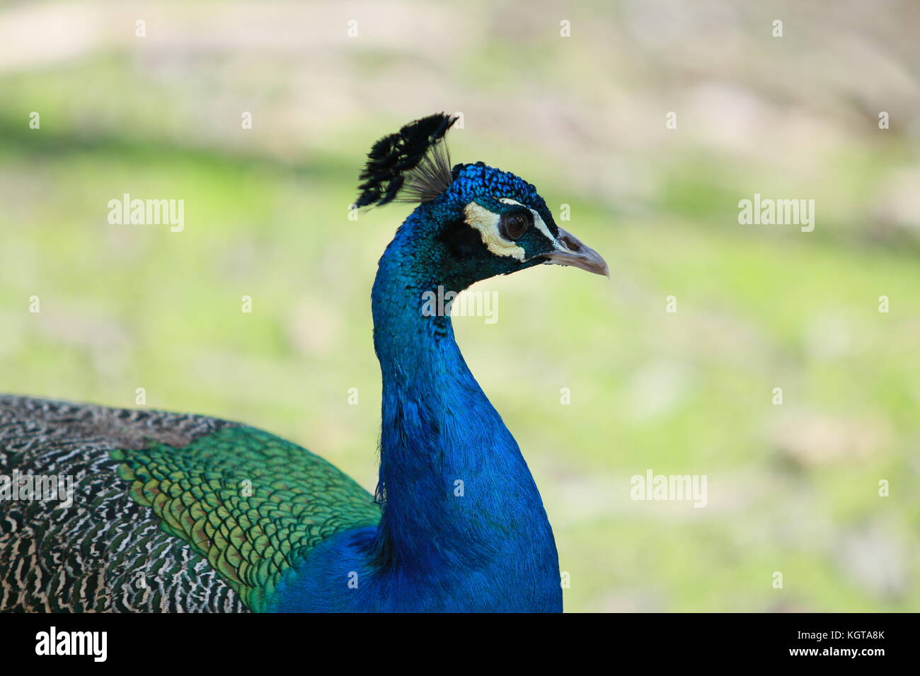 Proud as a peacock hi-res stock photography and images - Alamy