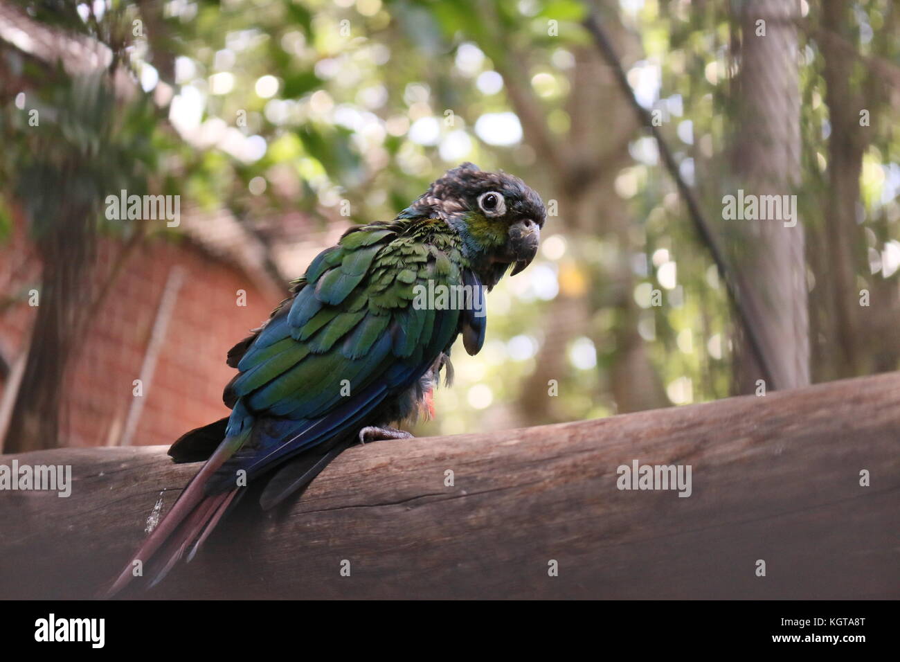 Angry animals angry birds hi-res stock photography and images - Alamy