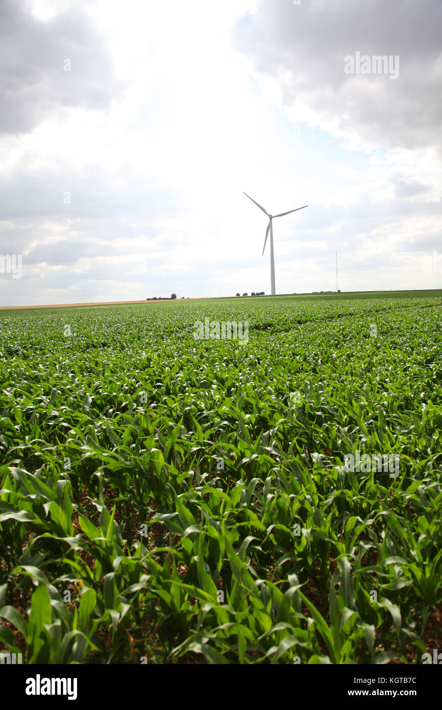View of wind turbines in corn field Stock Photo - Alamy