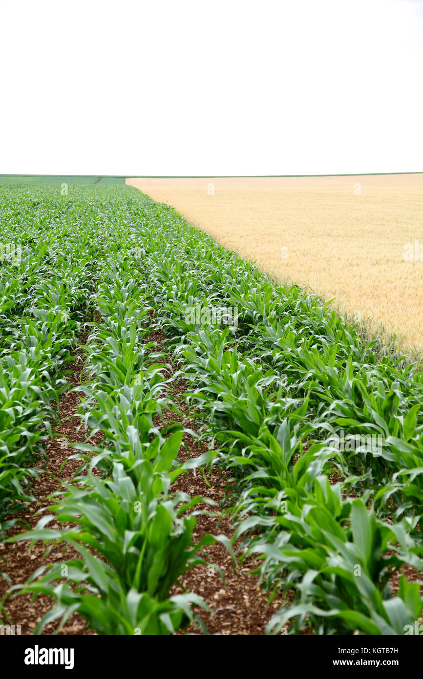 Closeup on corn crops Stock Photo - Alamy