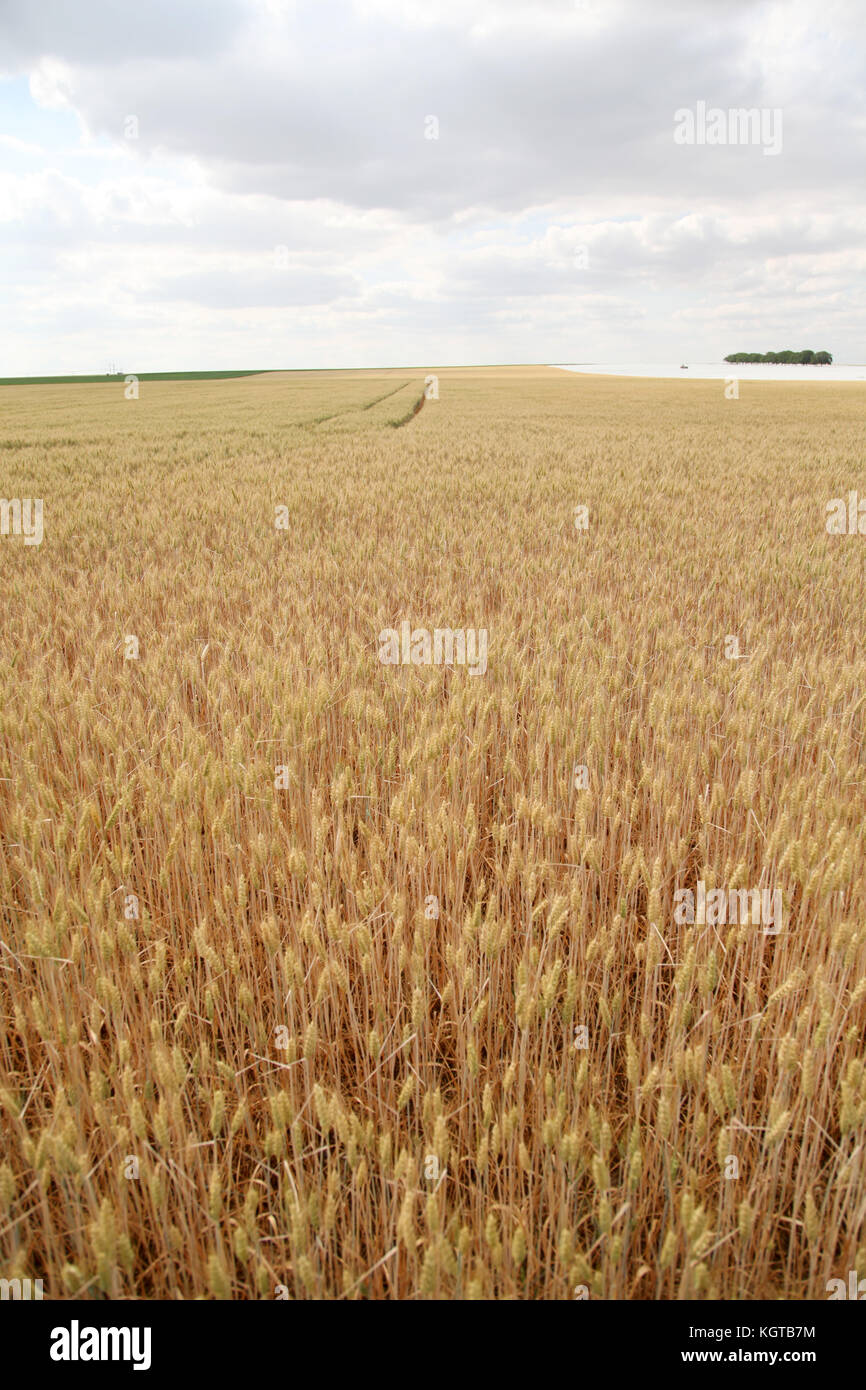 View of wheat field Stock Photo - Alamy