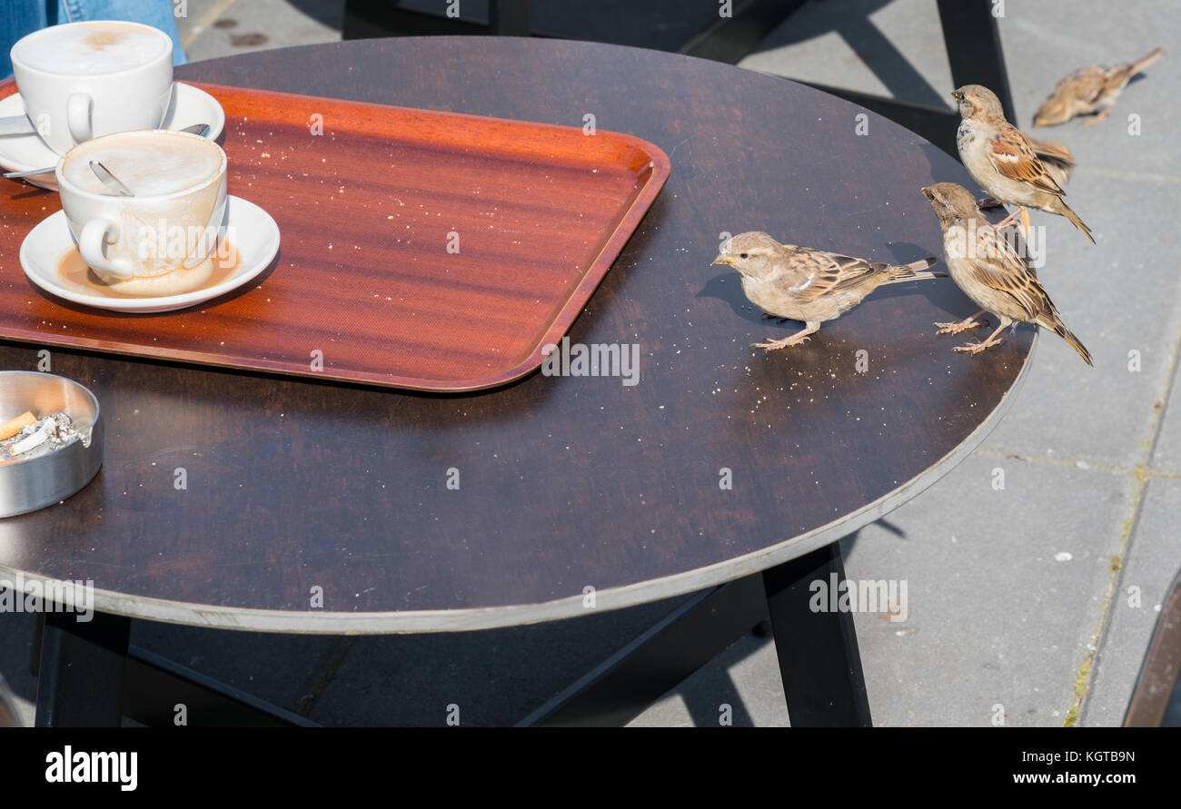 Pesky sparrow scavenging crumbs on cafe table Stock Photo - Alamy