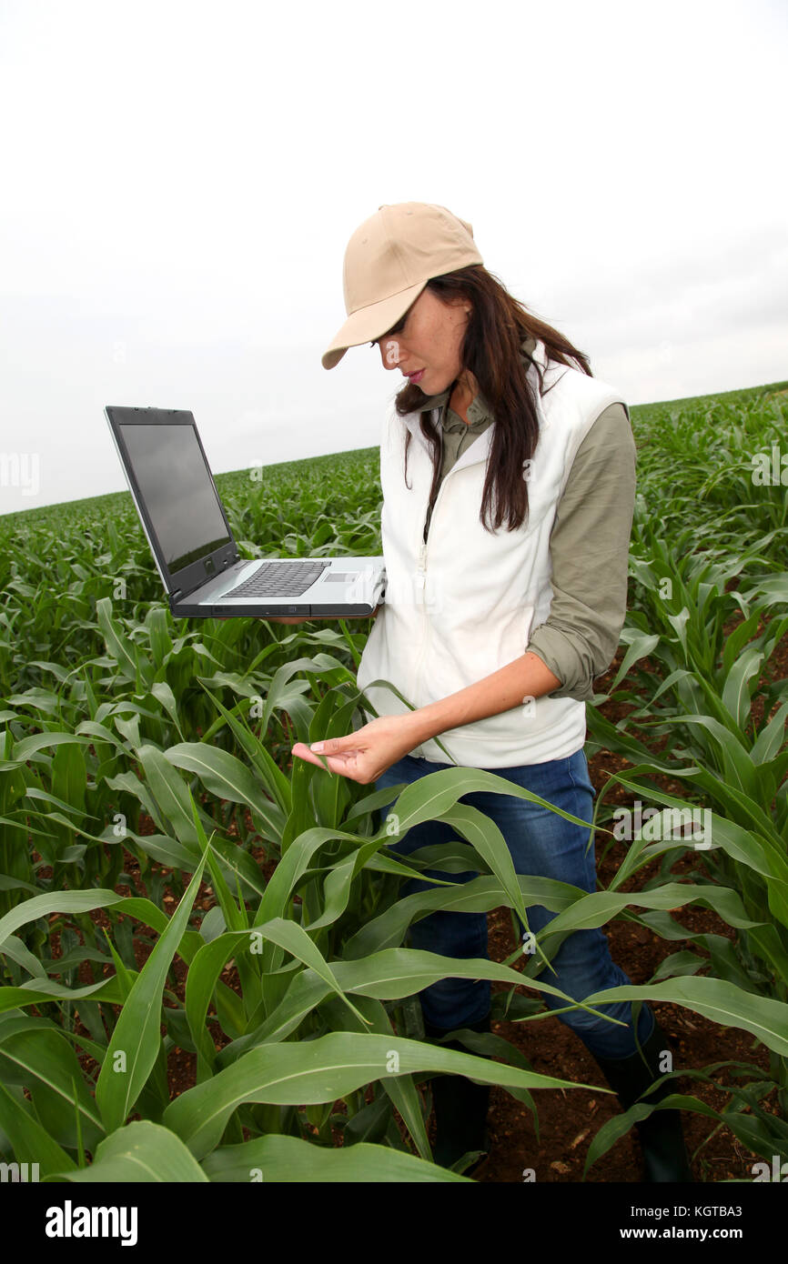 Agronomist examining plant in corn field Stock Photo - Alamy