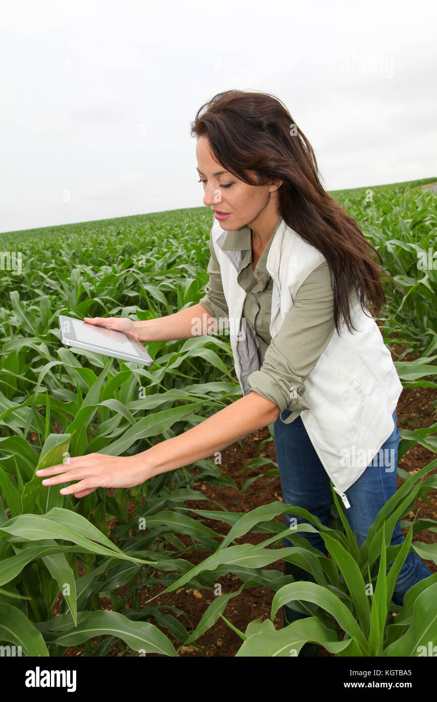 Agronomist examining plant in corn field Stock Photo - Alamy