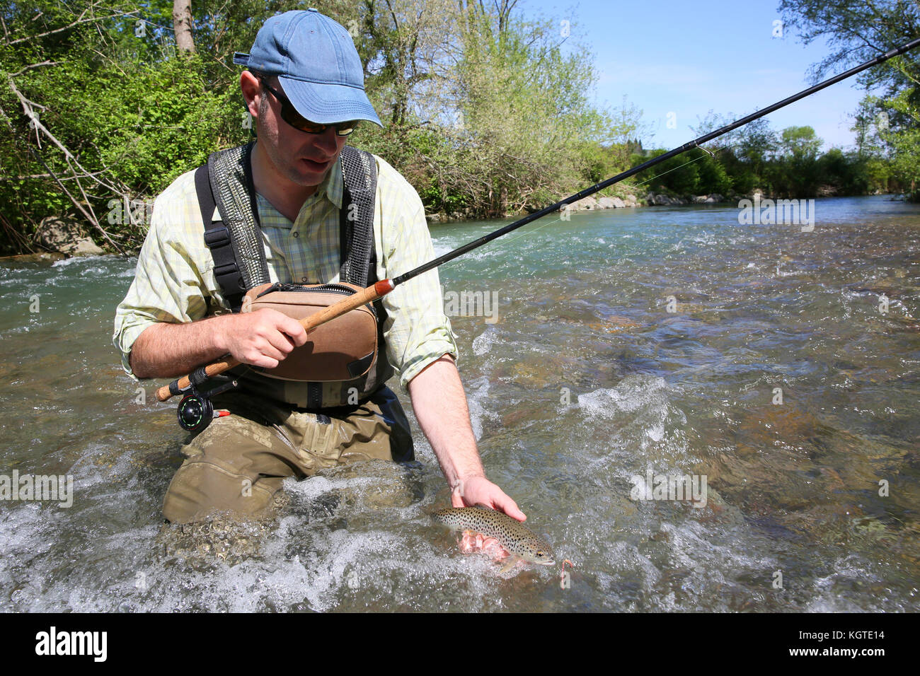 Fisherman in river catching brown trout Stock Photo - Alamy