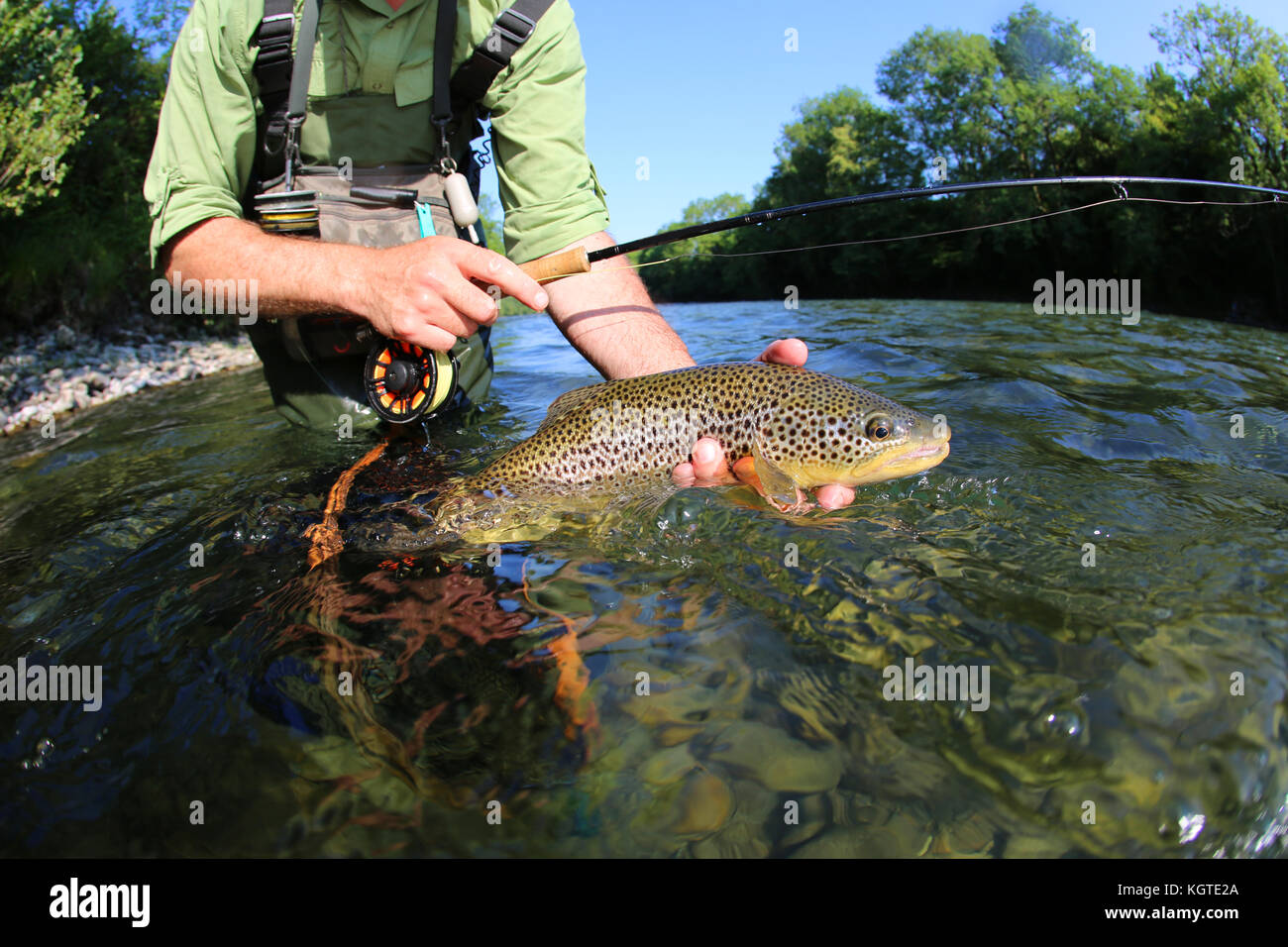Closeup of fly-fisherman holding brown truit in river Stock Photo - Alamy