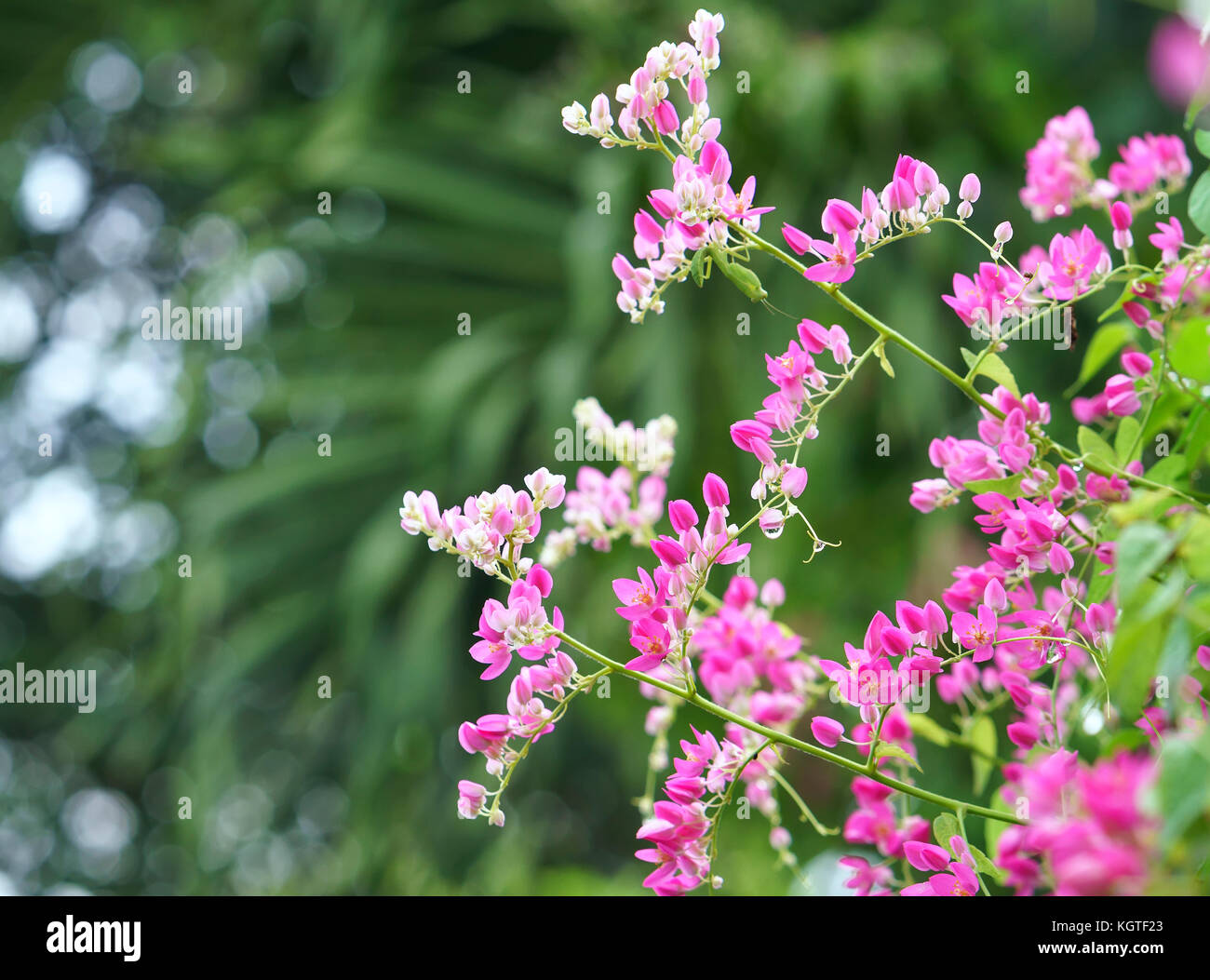 The antigonon leptopus blooms in the garden, this is a white, purple ...
