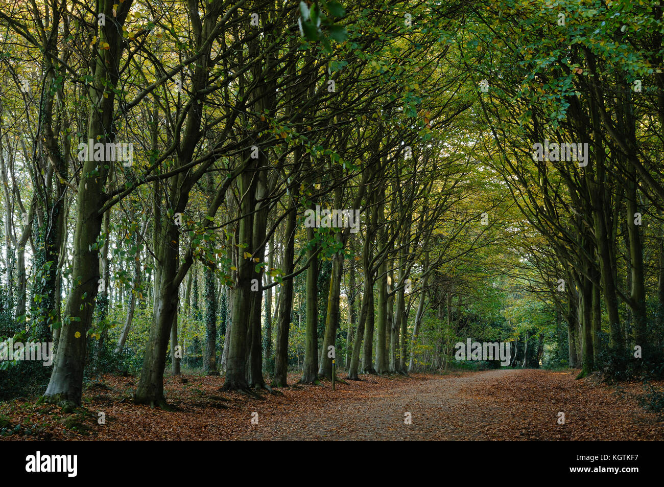 Witton woods hi-res stock photography and images - Alamy