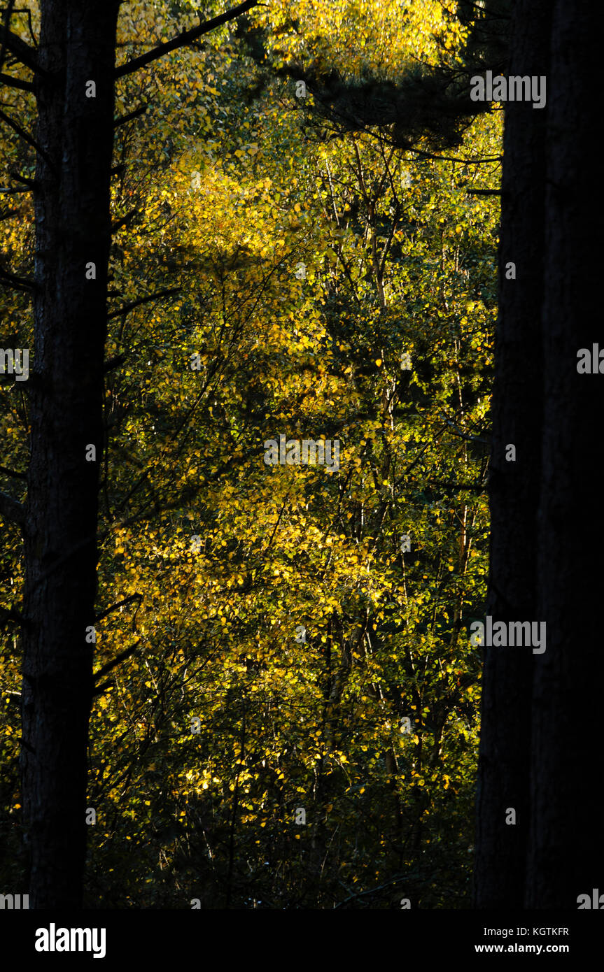 Witton woods hi-res stock photography and images - Alamy