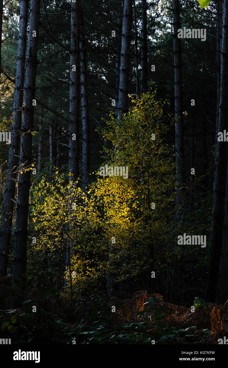 Witton woods norfolk hi-res stock photography and images - Alamy