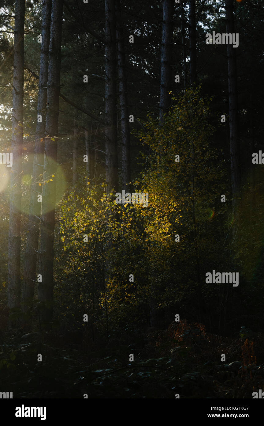 Late autumn in Bacton also know as Witton Woods, Norfolk, UK Stock ...