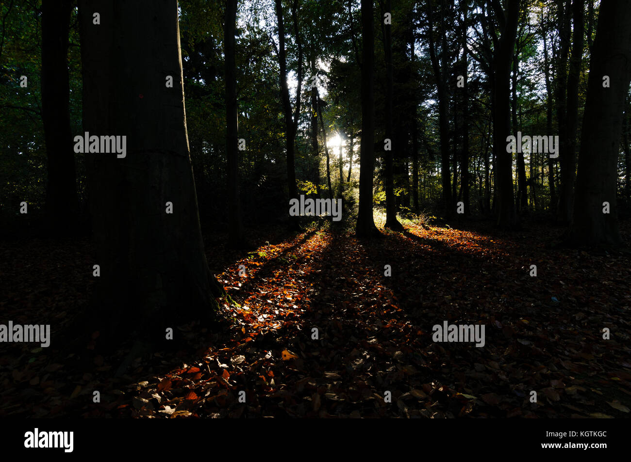 Witton woods norfolk hi-res stock photography and images - Alamy