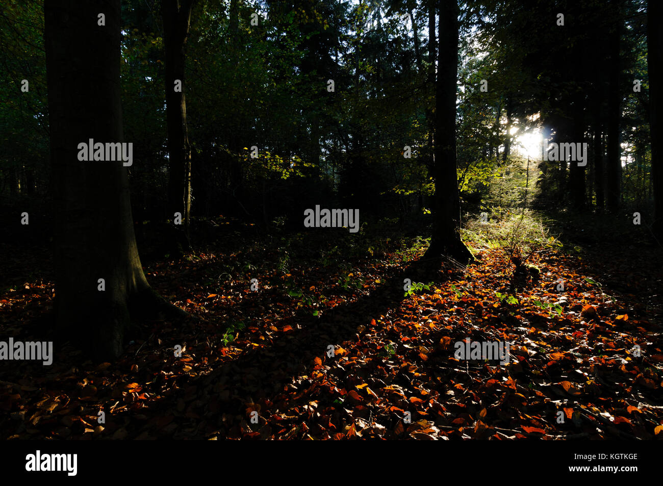 Witton woods norfolk hi-res stock photography and images - Alamy