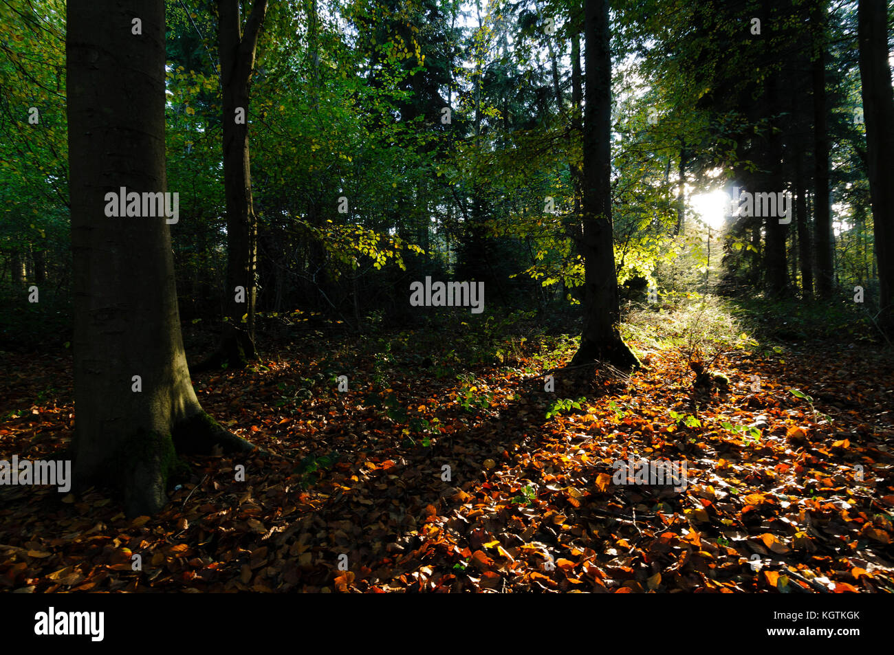 Late autumn in Bacton also know as Witton Woods, Norfolk, UK Stock ...