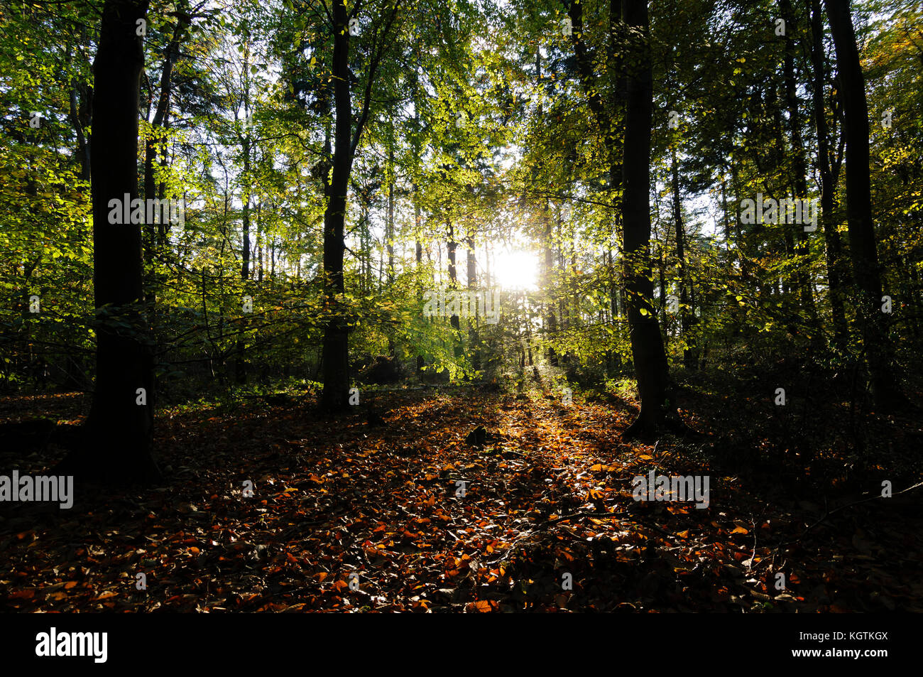 Witton Woods Norfolk High Resolution Stock Photography and Images - Alamy
