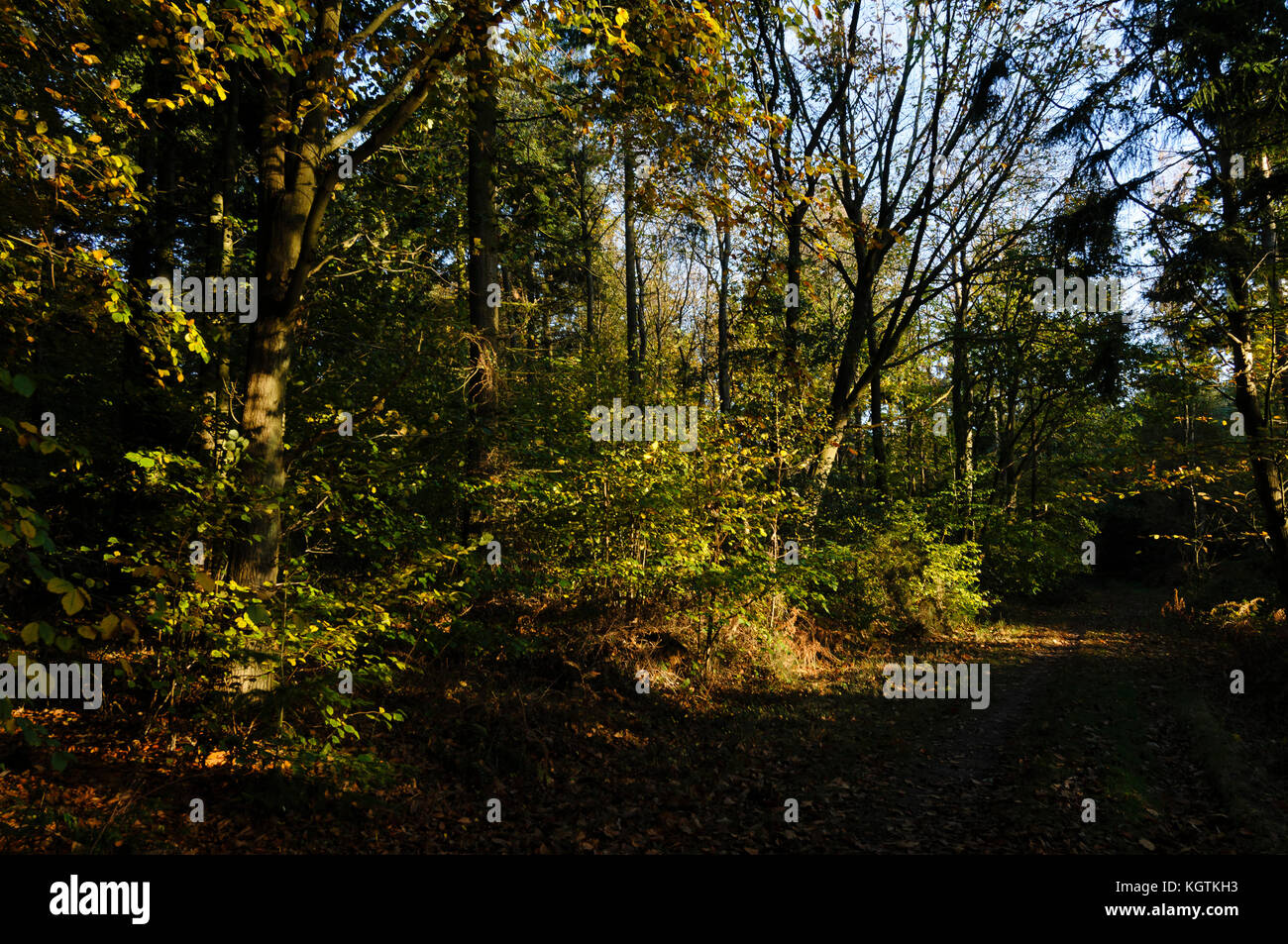 Witton woods hi-res stock photography and images - Alamy