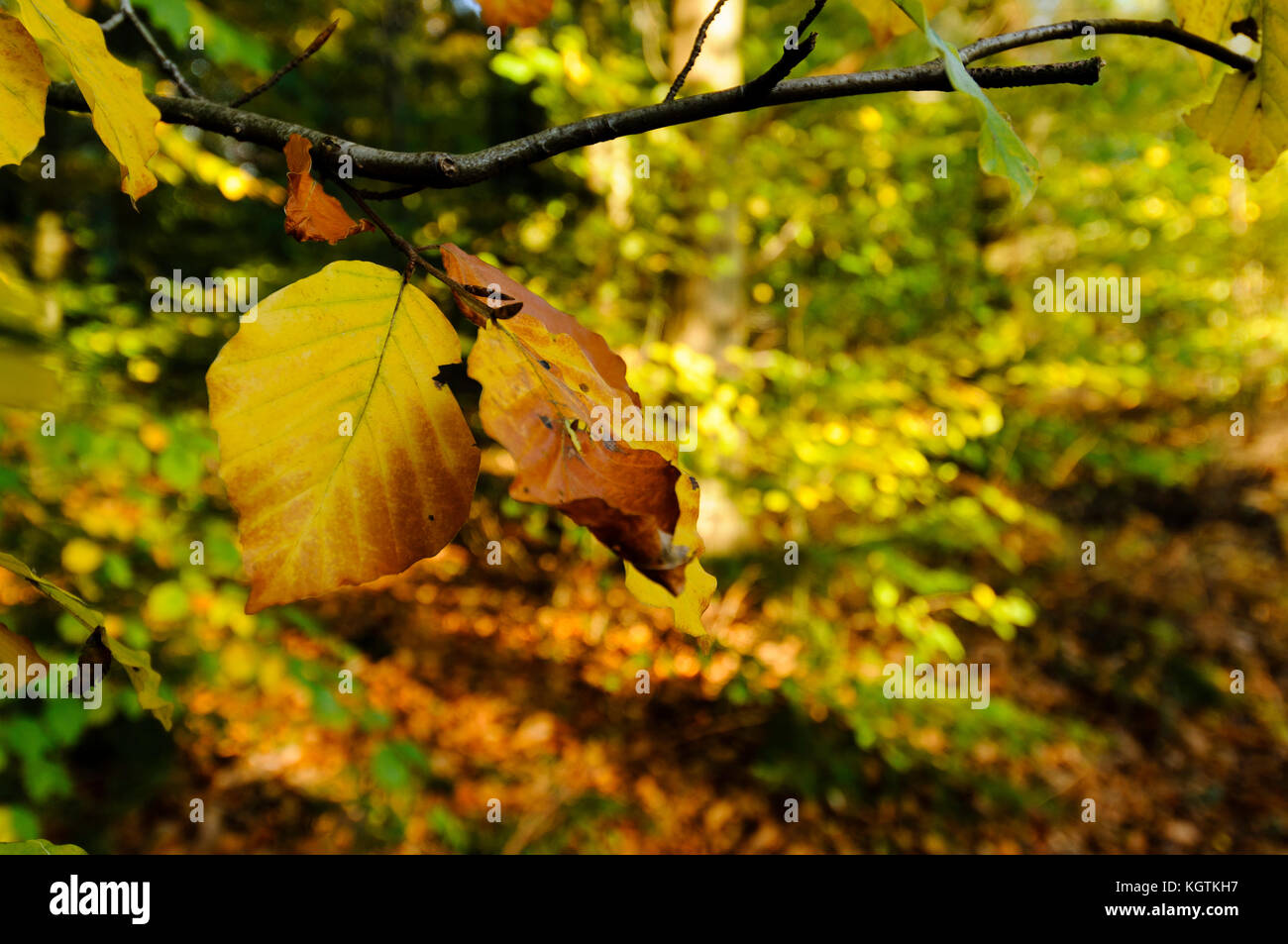Late autumn in Bacton also know as Witton Woods, Norfolk, UK Stock ...