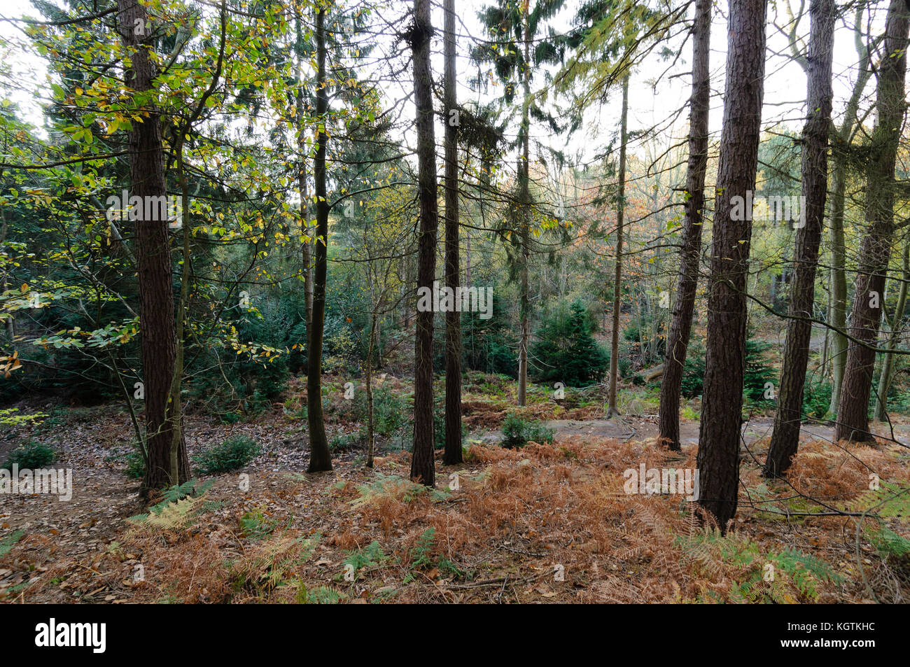 Late autumn in Bacton also know as Witton Woods, Norfolk, UK Stock ...