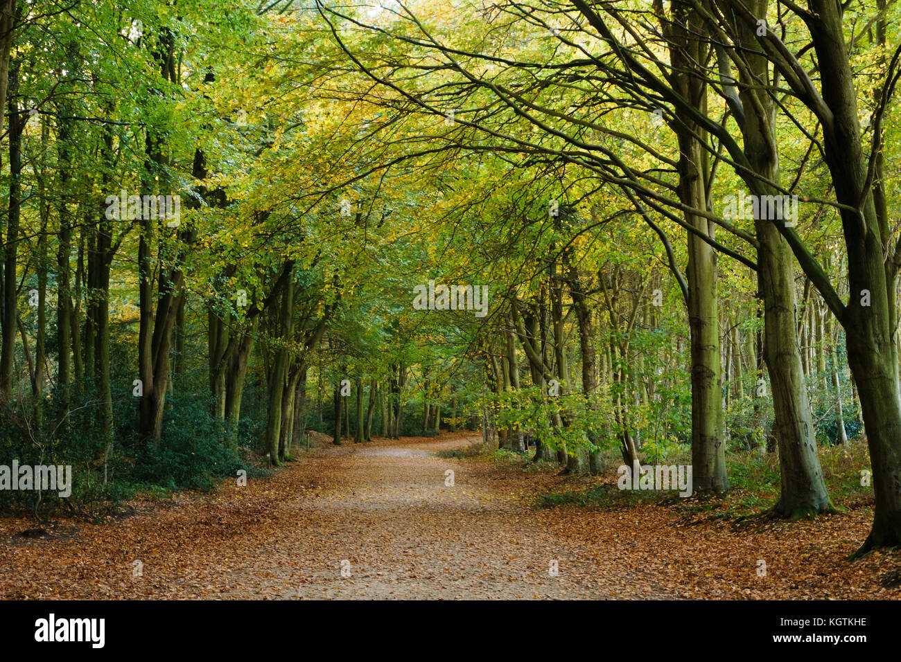 Late autumn in Bacton also know as Witton Woods, Norfolk, UK Stock ...