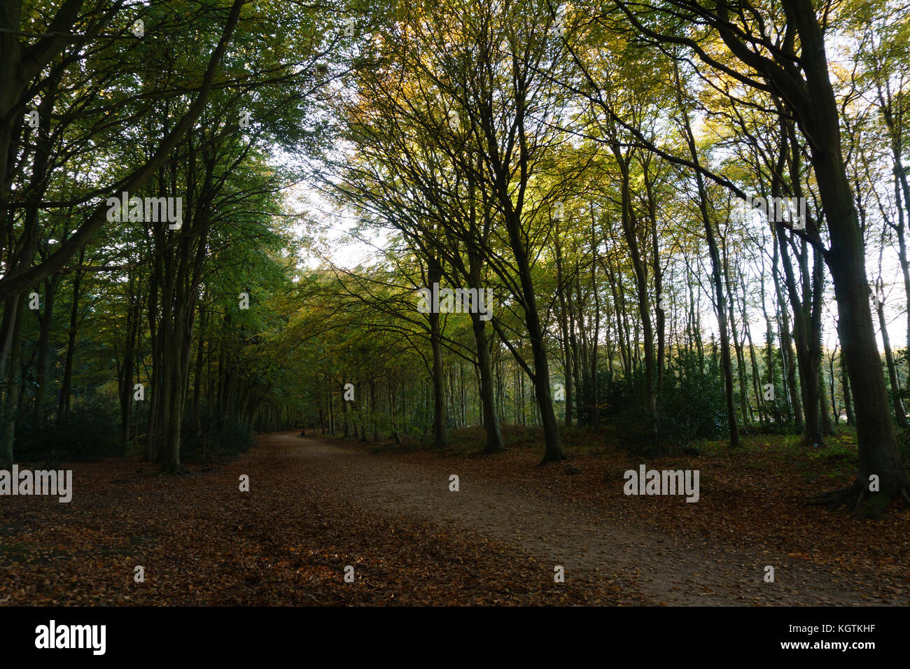 Late autumn in Bacton also know as Witton Woods, Norfolk, UK Stock ...