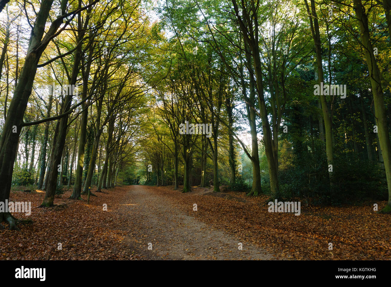 Witton woods norfolk hi-res stock photography and images - Alamy