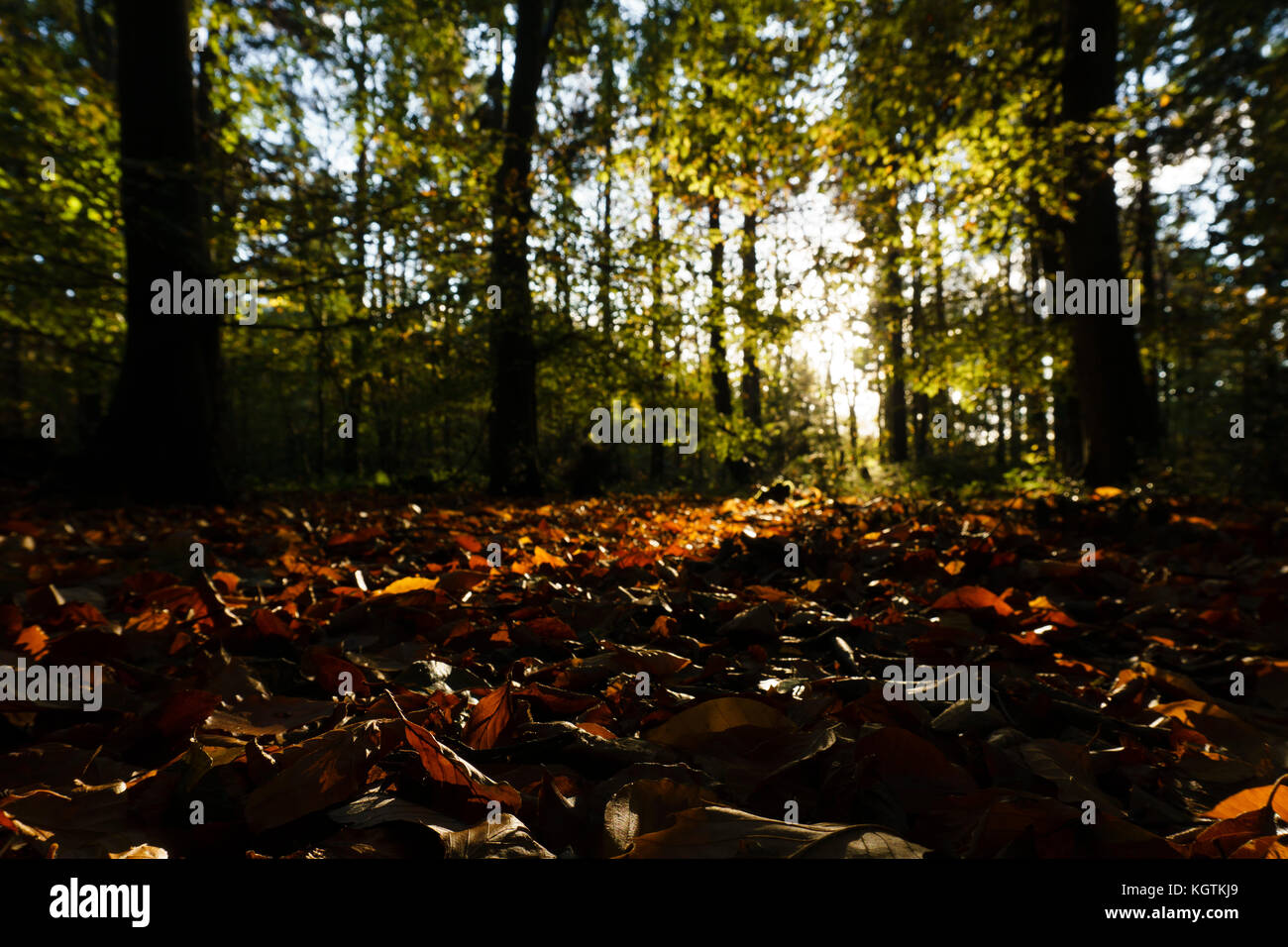 Late autumn in Bacton also know as Witton Woods, Norfolk, UK Stock ...