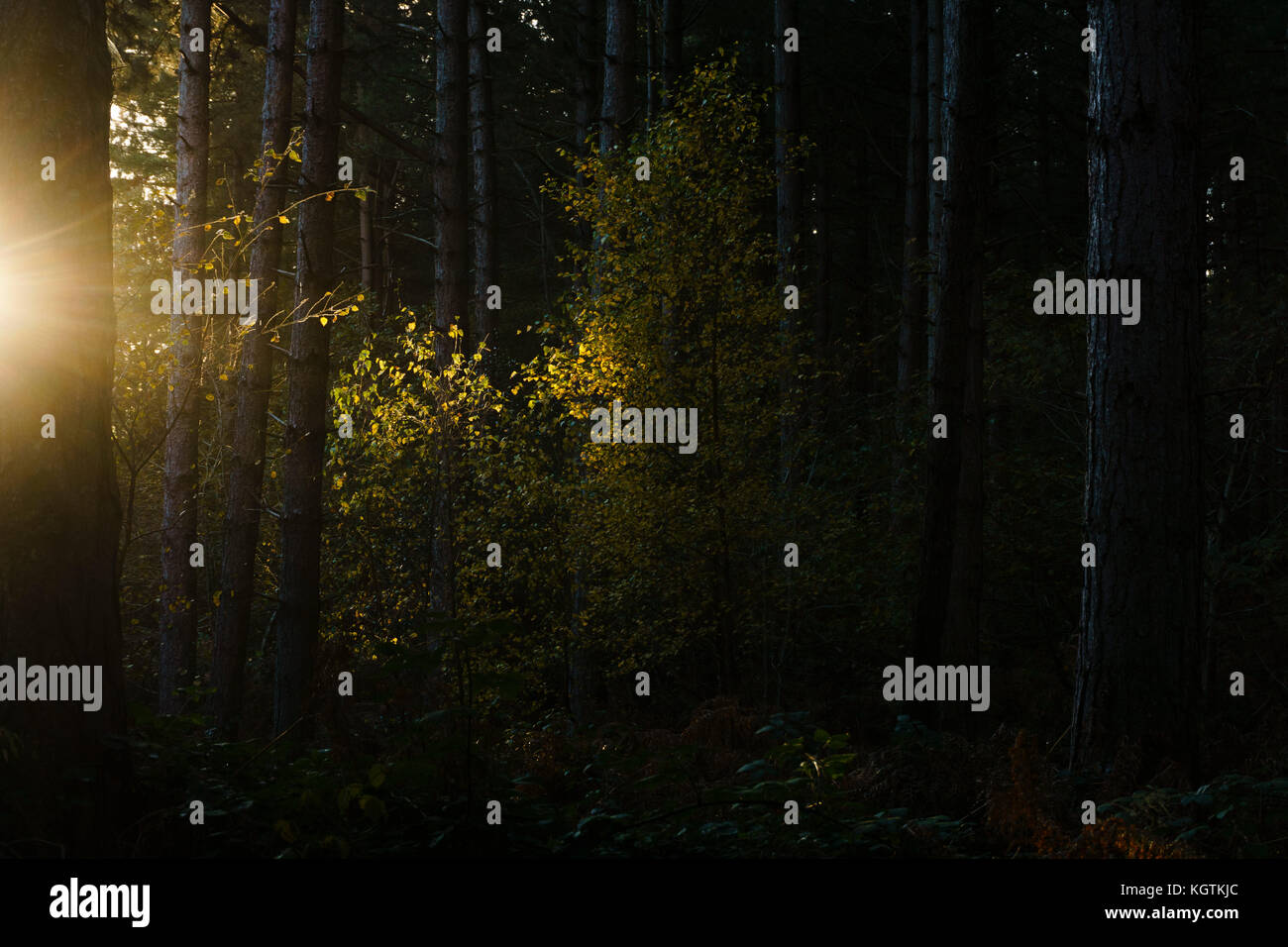 Witton Woods Norfolk High Resolution Stock Photography and Images - Alamy