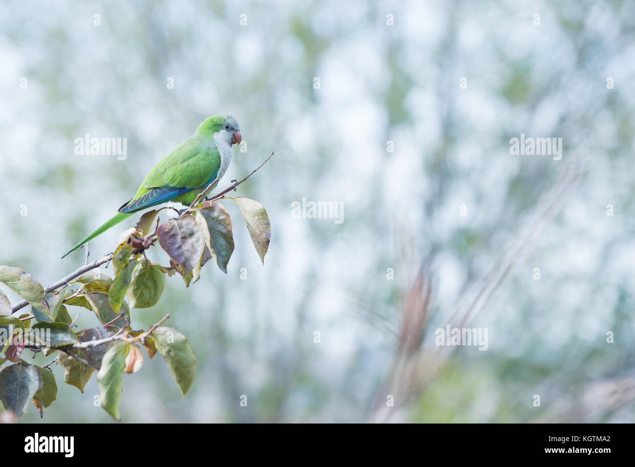 Roma, Italy. 09th Nov, 2017. Parrockets, small parrot with ...