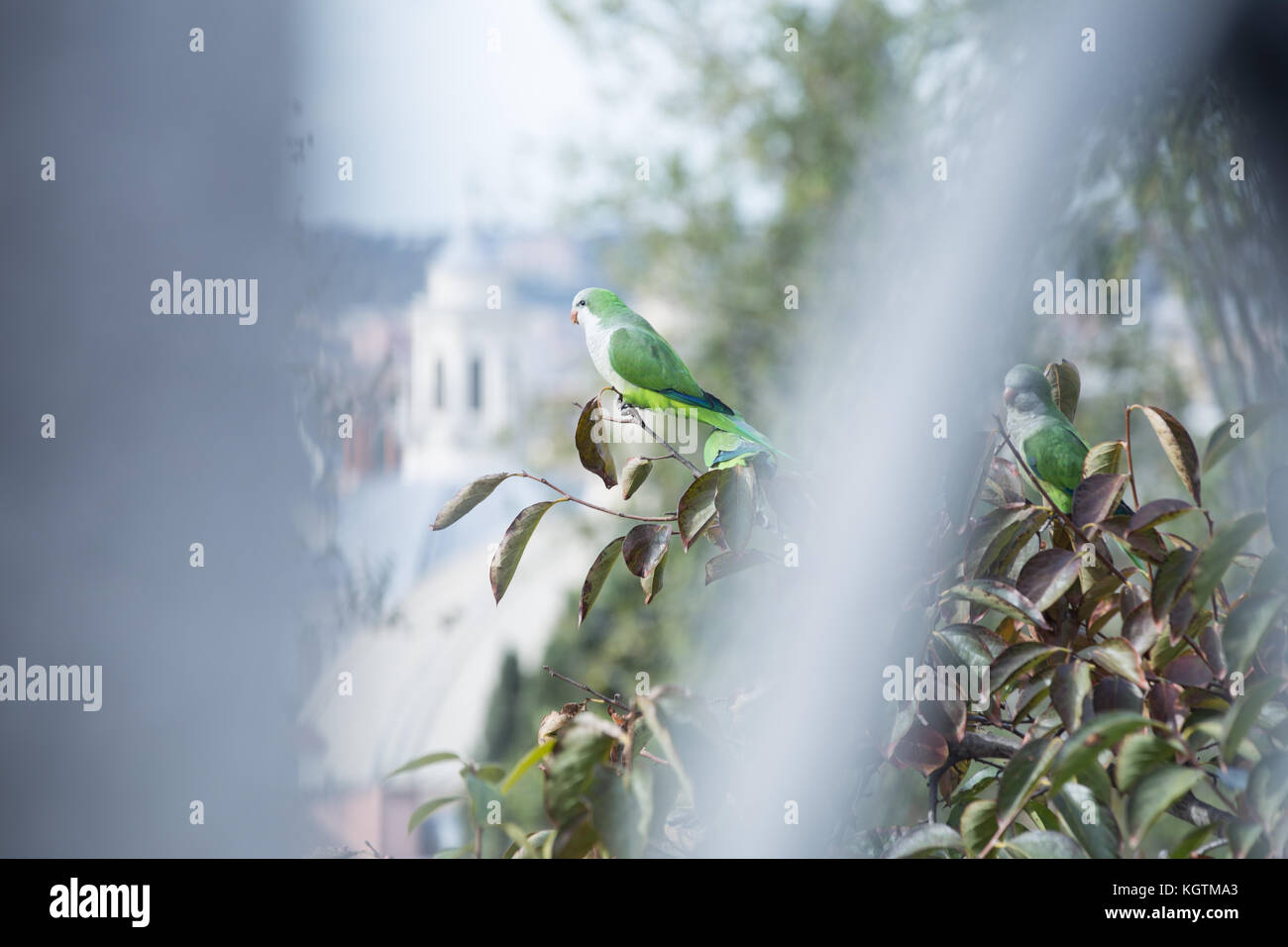 Roma, Italy. 09th Nov, 2017. Parrockets, small parrot with ...