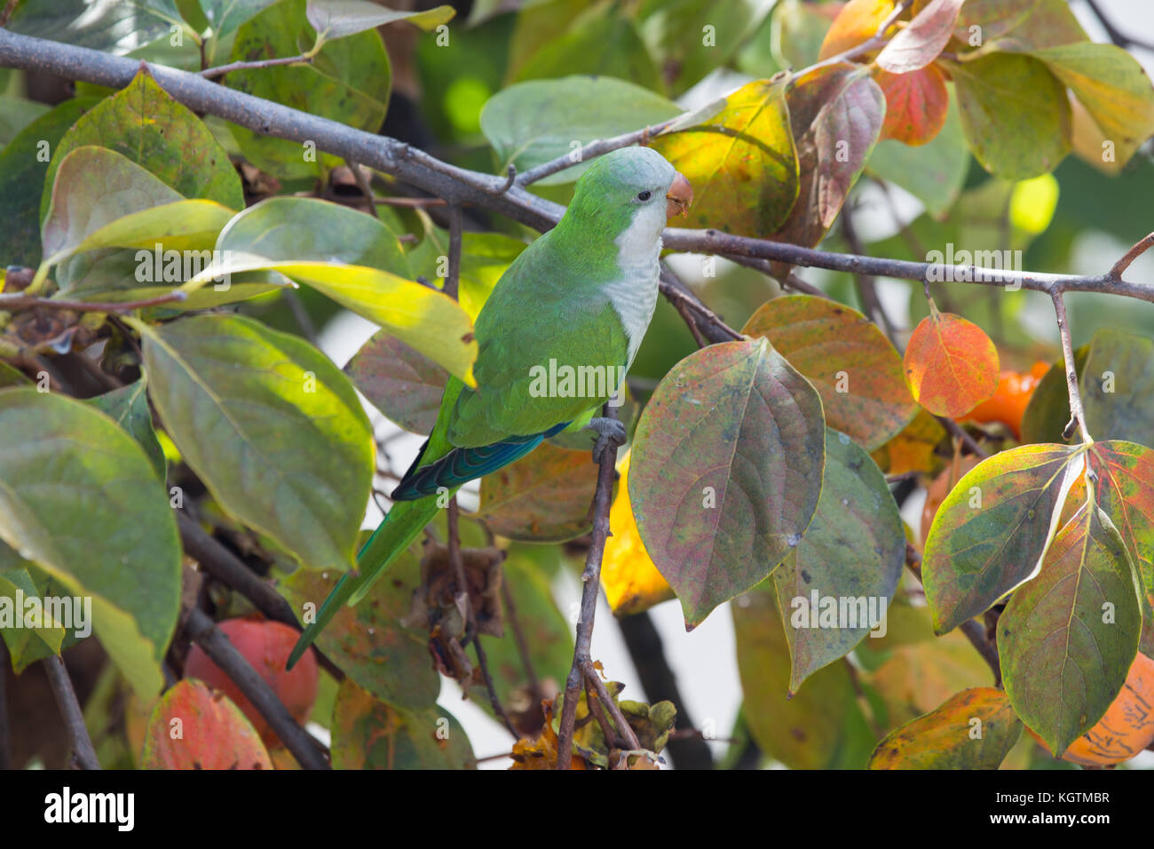 Roma, Italy. 09th Nov, 2017. Parrockets, small parrot with ...