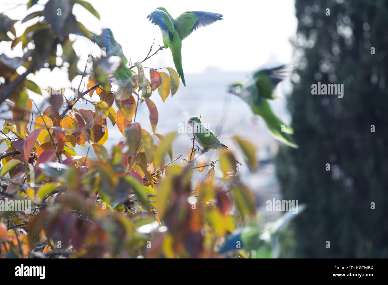 Roma, Italy. 09th Nov, 2017. Parrockets, small parrot with ...