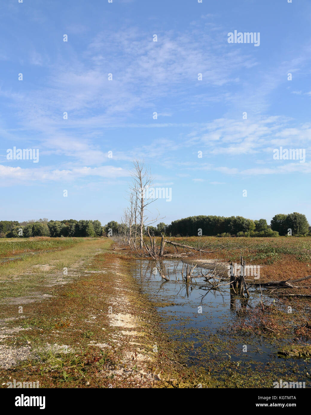 Marsh and trail with low water levels at Goose Pond Fish and Wildlife ...