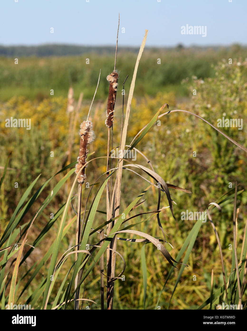 Cattails closeup with green background in early autumn Stock Photo - Alamy