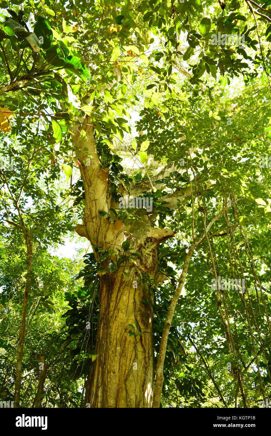 In the middle of the atlantic forest hi-res stock photography and ...