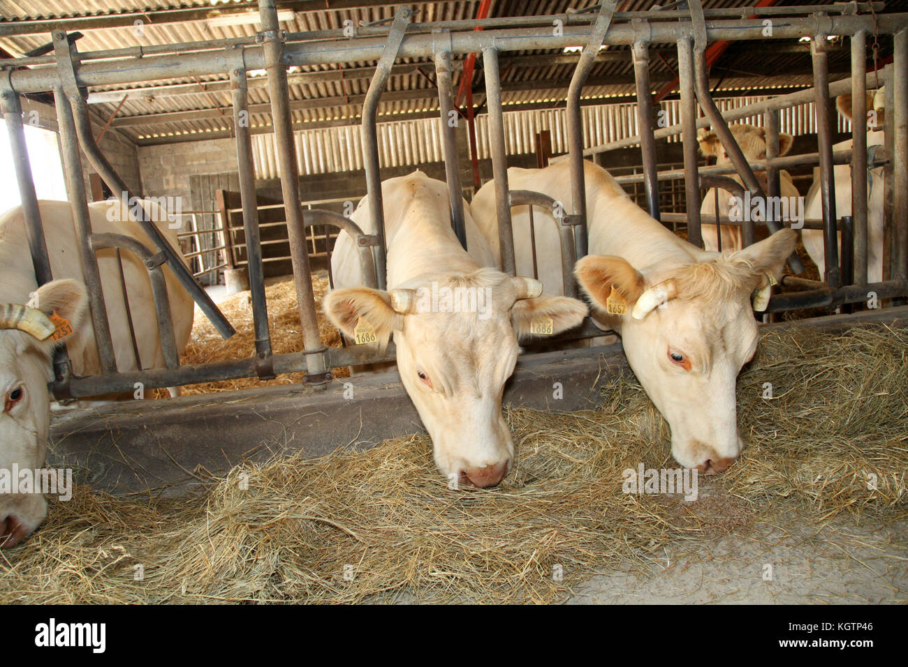 Closeup on cow in barn Stock Photo - Alamy