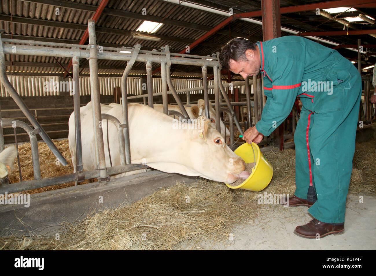 Farmer feeding cows in barn Stock Photo - Alamy